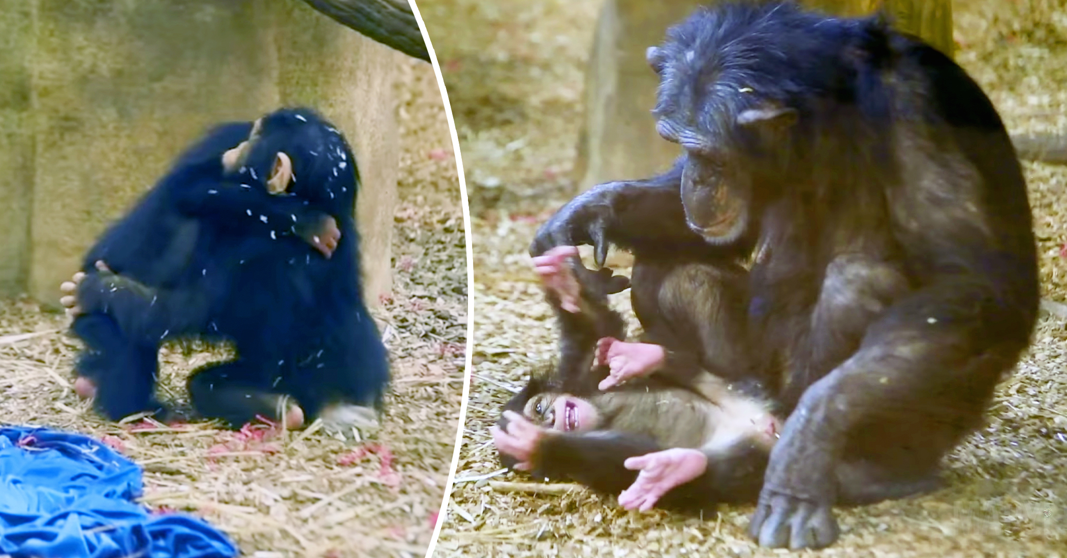 Baby Chimp at Oklahoma Zoo, Separated From Unfit Mom, Can’t Stop ...