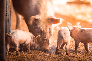 Japanese Encephalitis Detected at Three South Australian Piggeries ...