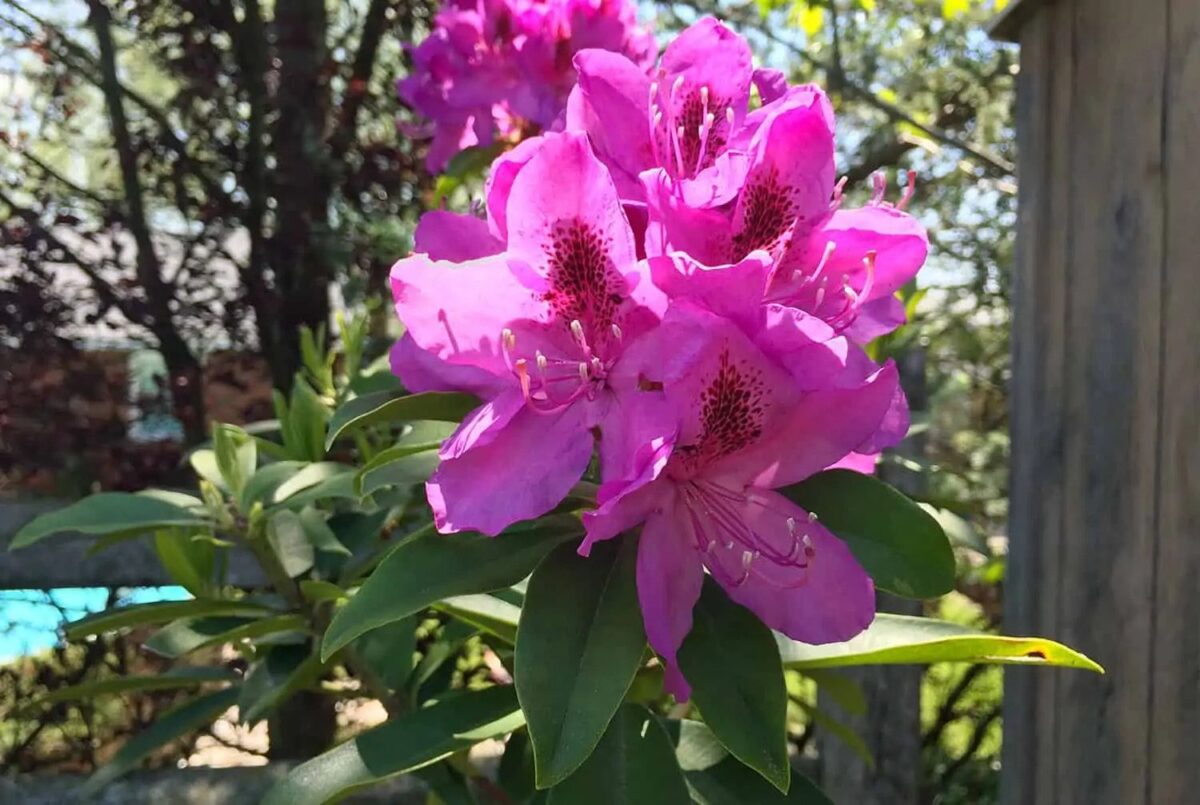 Rhododendrons: Guide to Planting, Growing, and Care