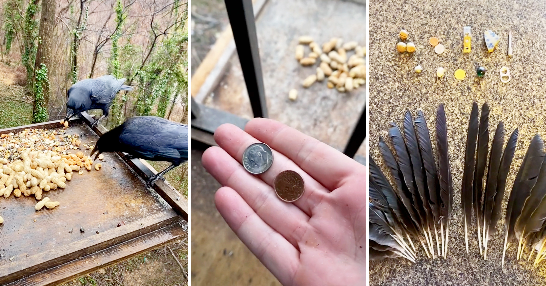Woman Befriends Crow Family Who Leaves Her With Small Gifts as a Token ...