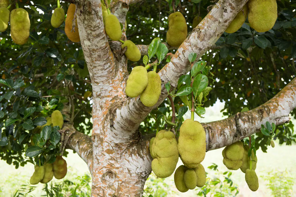 Jackfruit of All Trades