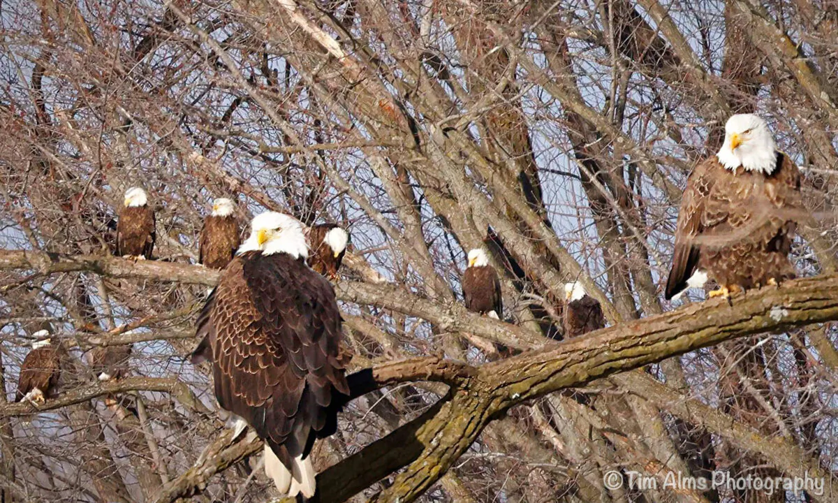 Birder Photographs Dozens of Bald Eagles Flocking, Hunting in ...
