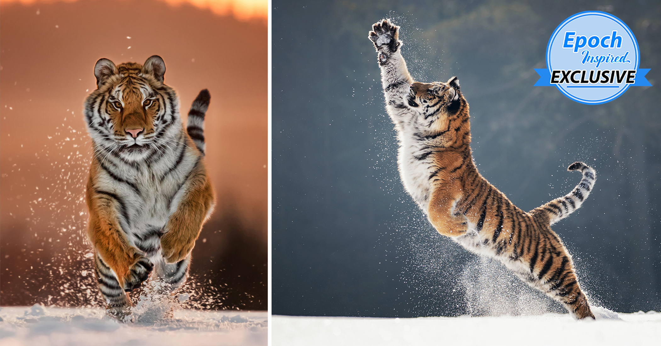 Photos: Award-Winning Photographer Snaps Tiger ‘Lahja’ Playing in the ...