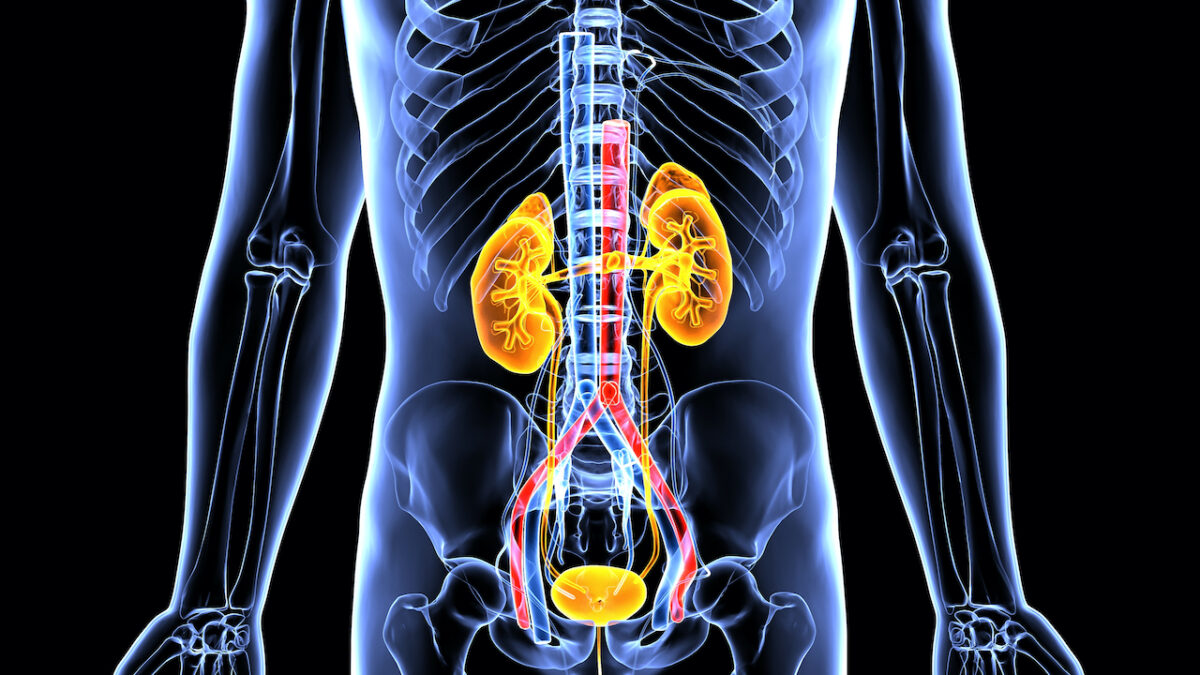 Urinary System Human Anatomy Physiology Anatomy