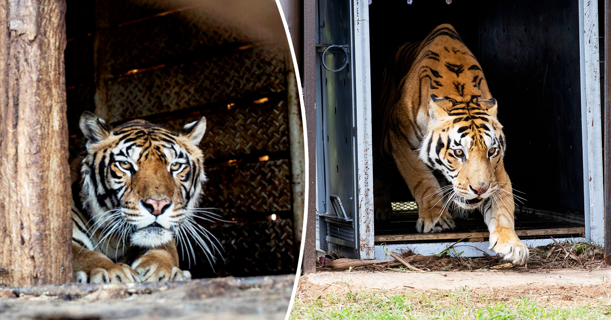 Epic Rescue: ‘Train Tigers’ Locked in Carriage for 15 Years See Sky ...