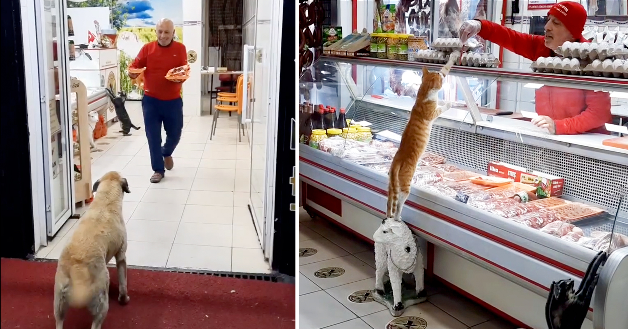 VIDEO: Butcher Treats Every Stray Dog and Cat to Tasty Meat Scraps at ...