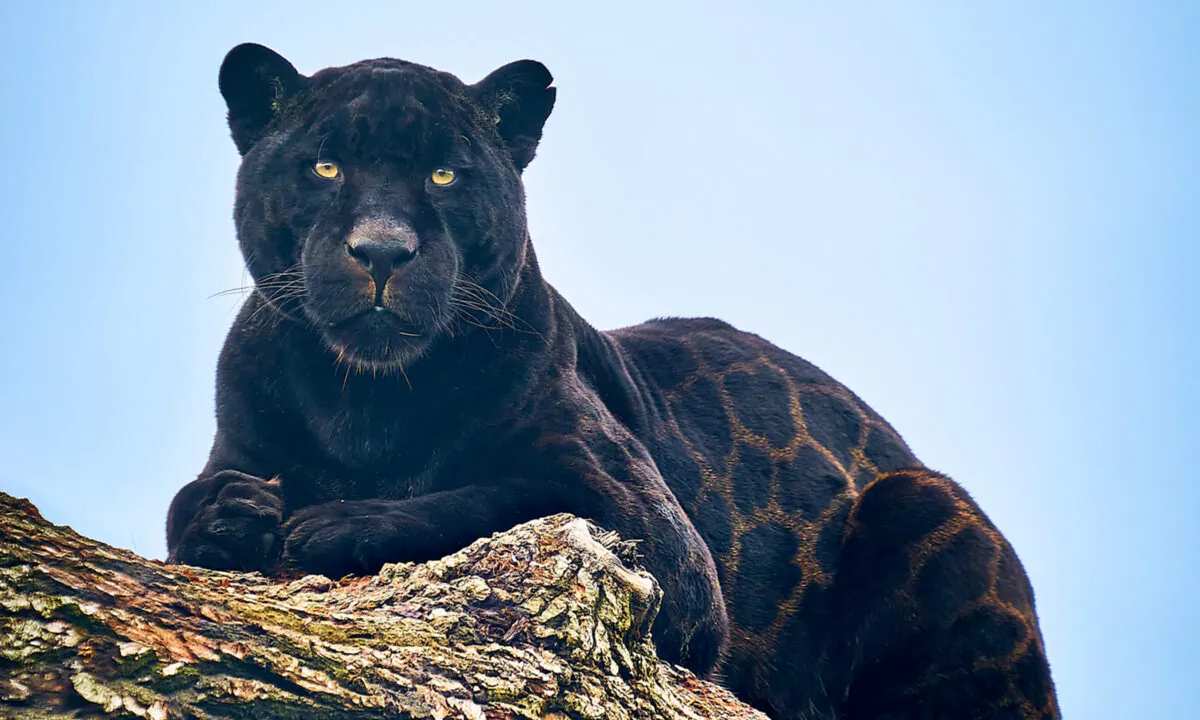 Photos: Black Jaguar’s Rare Glistening Rosette Coat Looks Like ‘Printed ...