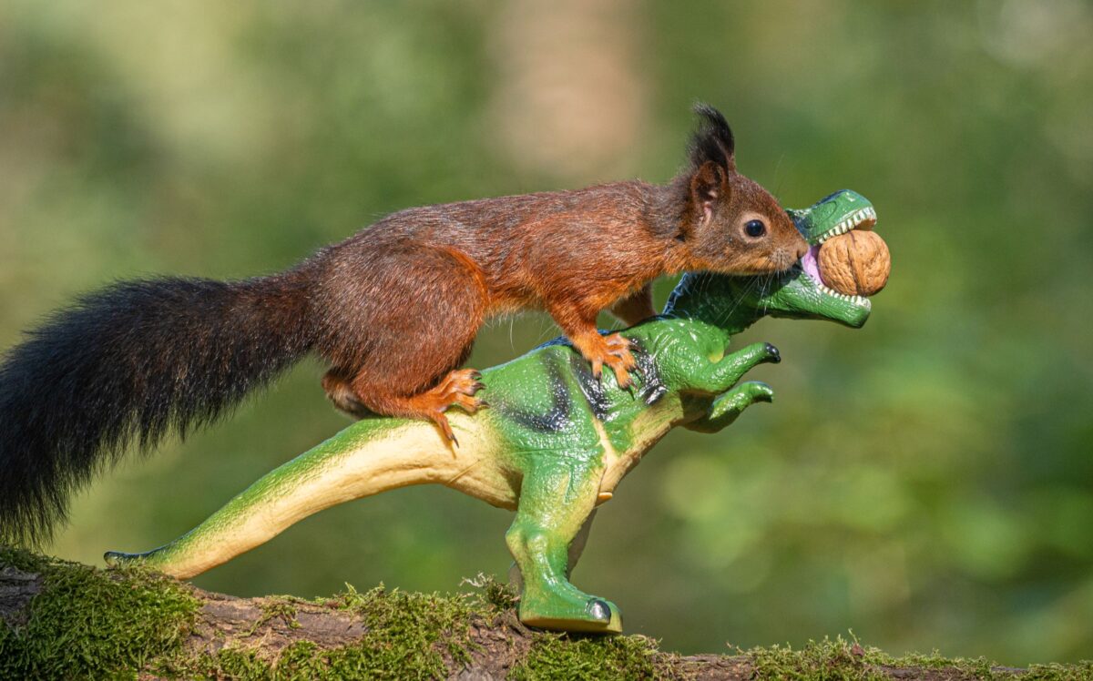Photographer Captures Squirrels Playing With Toy Dinosaurs in an ...