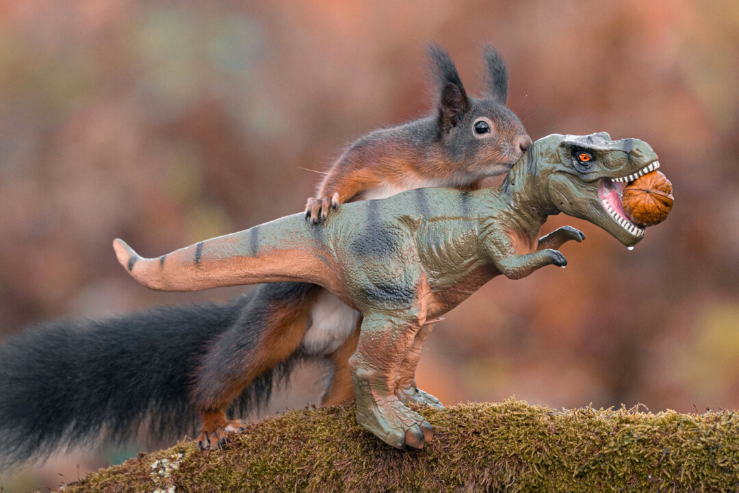 Photographer Captures Squirrels Playing With Toy Dinosaurs in an ...