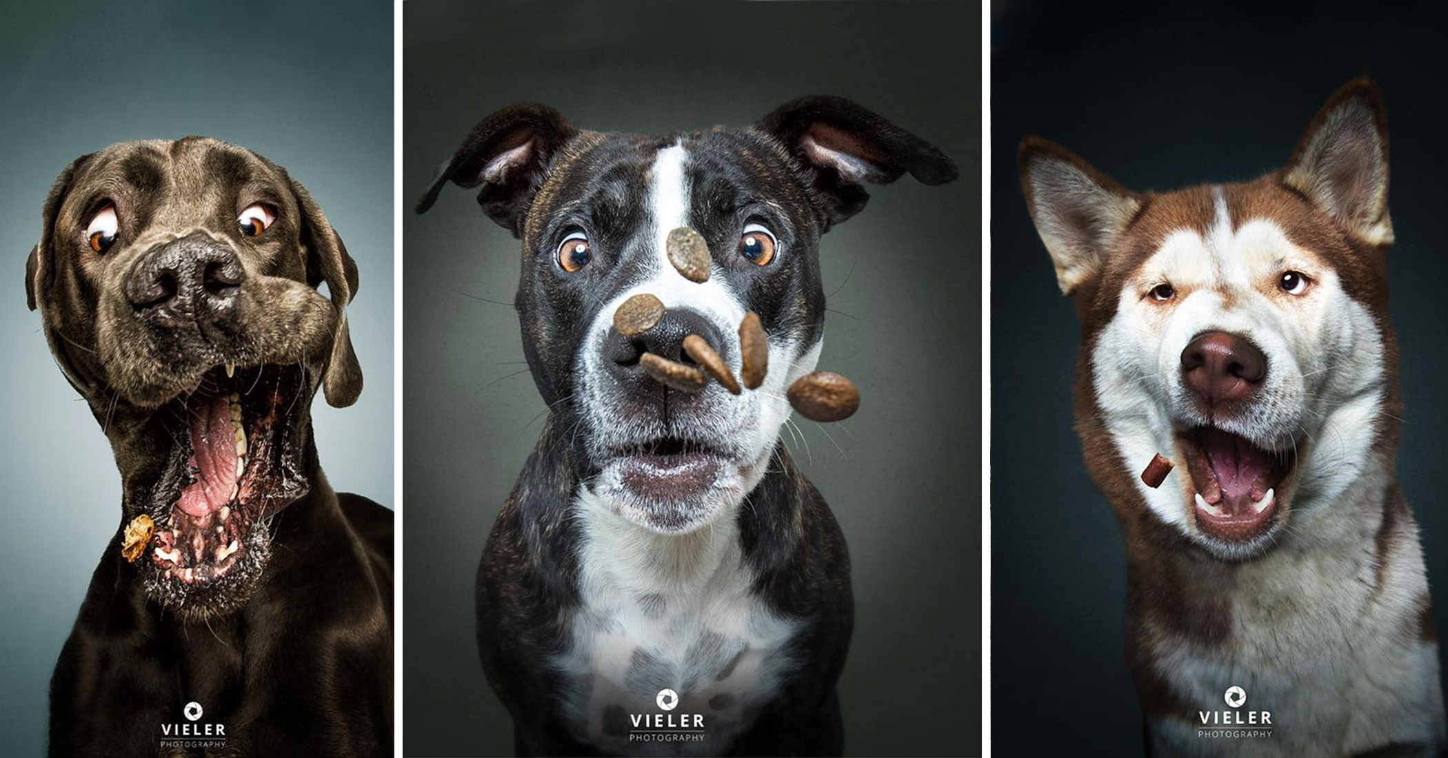 Funny Photos of Dogs Catching Flying Treats—Check Out Their Comical ...