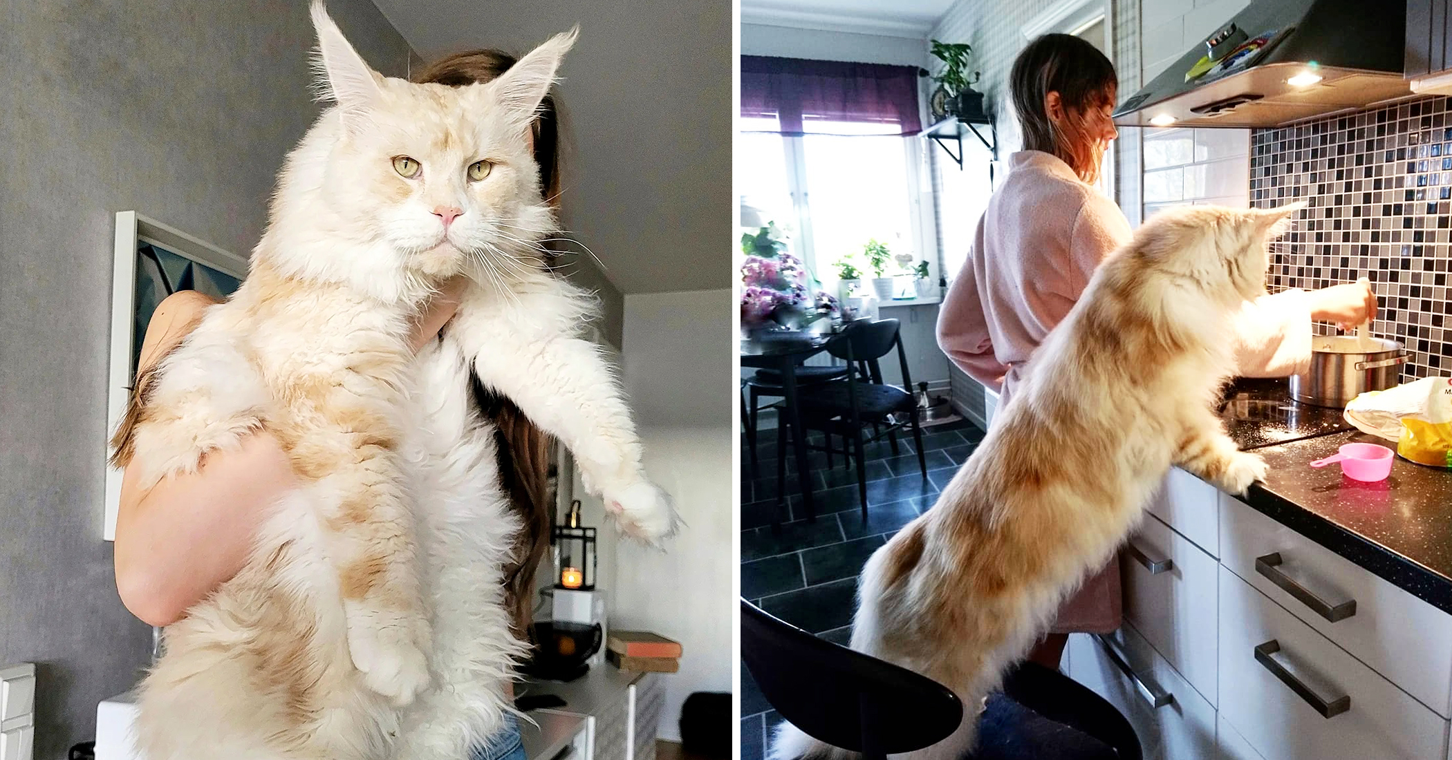 Meet ﻿Lotus, the Majestic 22-Pound Maine Coon Cat Who Is ‘Everything ...