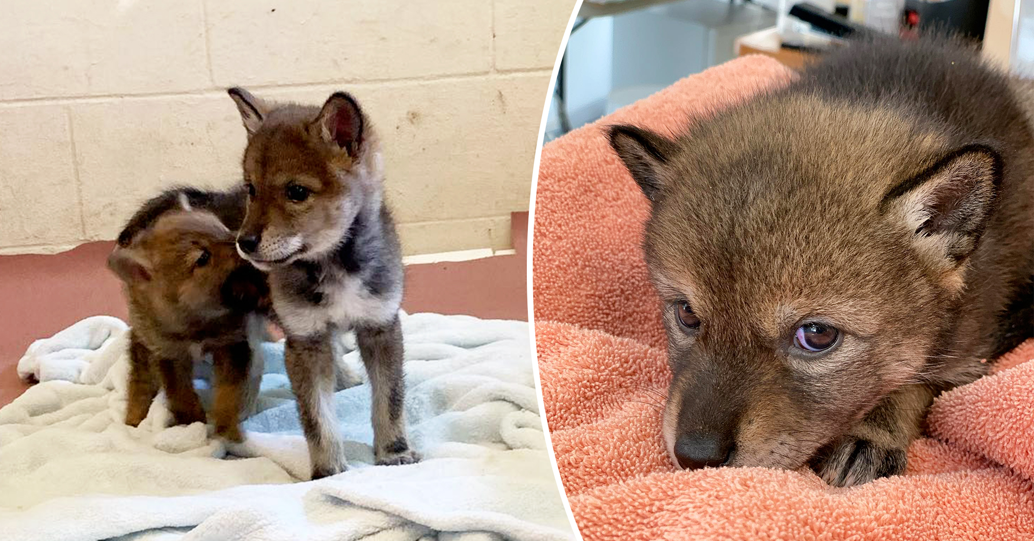 Bystander Saves Lost ‘Puppy’ on Side of the Road, Then Learns It’s ...