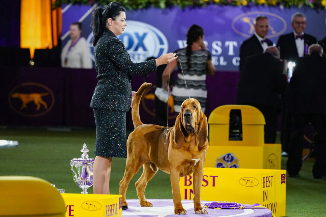 Trumpet the Bloodhound Wins Westminster Kennel Club Dog Show | The ...