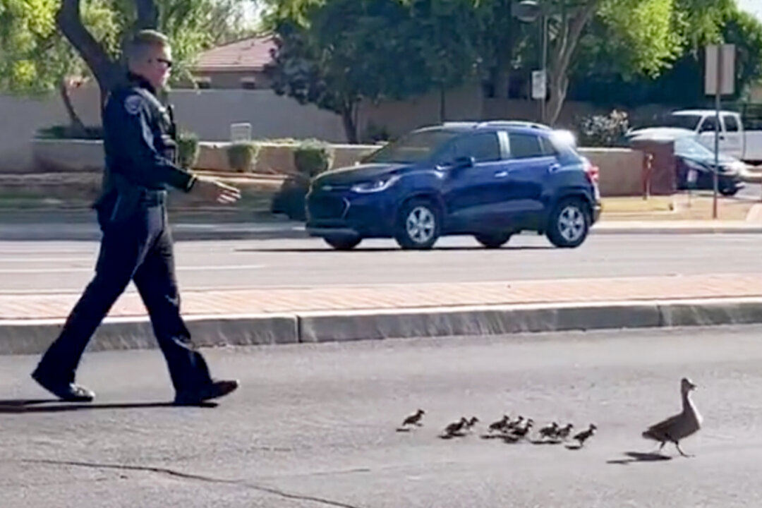 VIDEO: Officer Escorts Duck and Her Babies Across Busy Road, ‘First ...