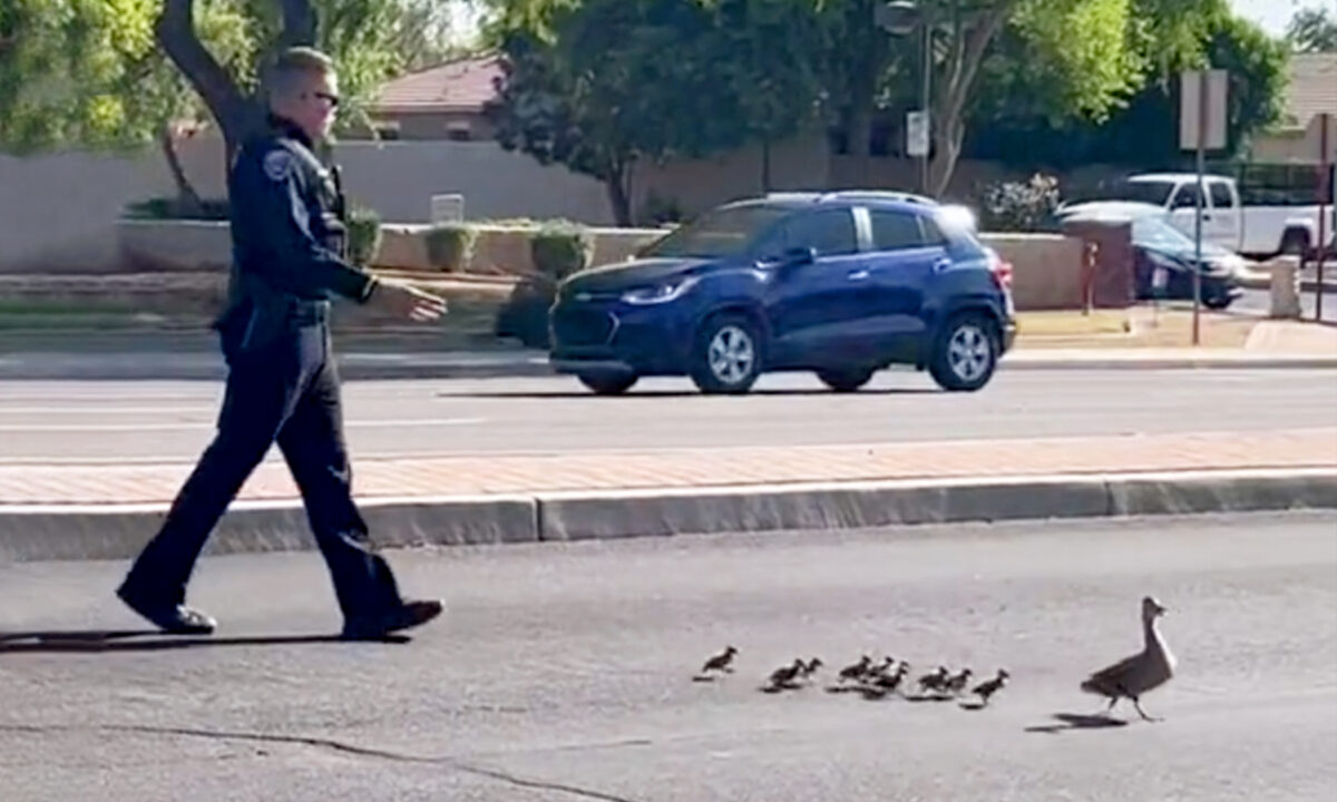 VIDEO: Officer Escorts Duck and Her Babies Across Busy Road, ‘First ...