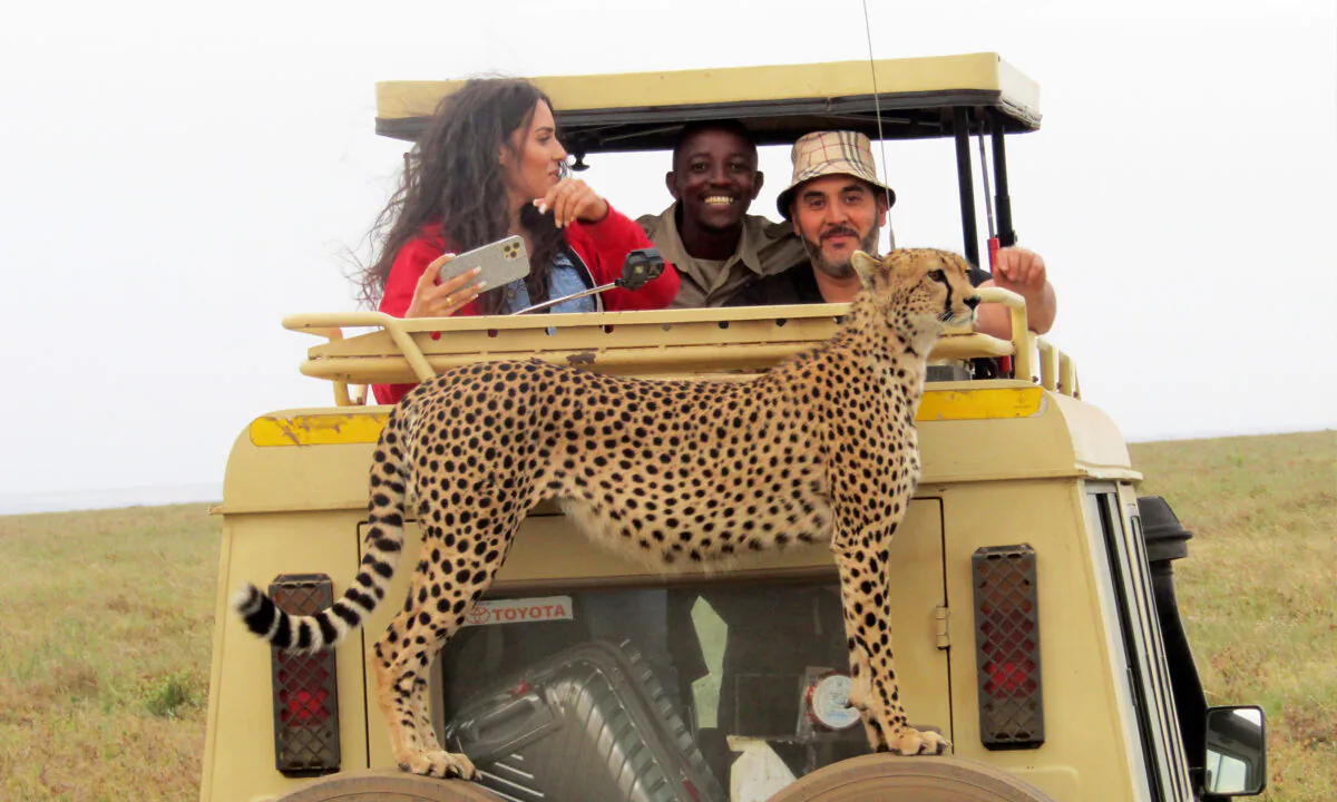 Photos: Cheetah Hitches a Ride, Surprising Tourists With a Chance for ...