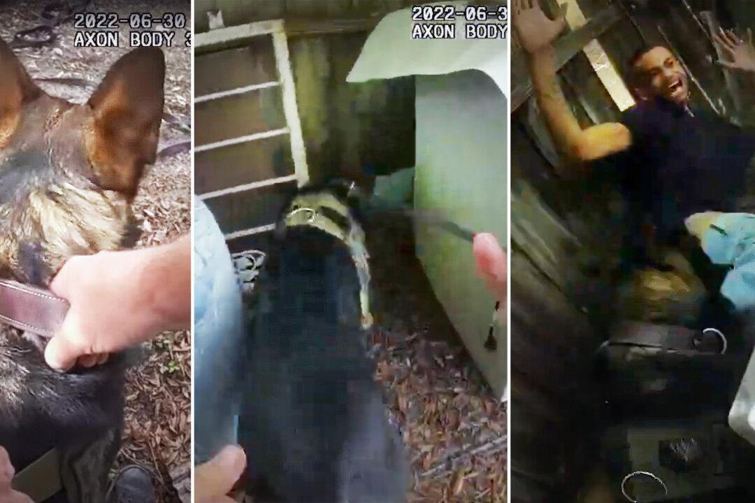 VIDEO: Florida K9 Unit and Deputy Track Down Violent Carjacking-Murder ...