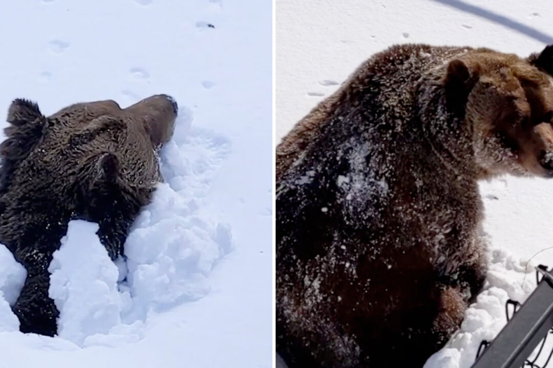 Incredible Video Shows a Bear Waking Up and Emerging From Den After ...