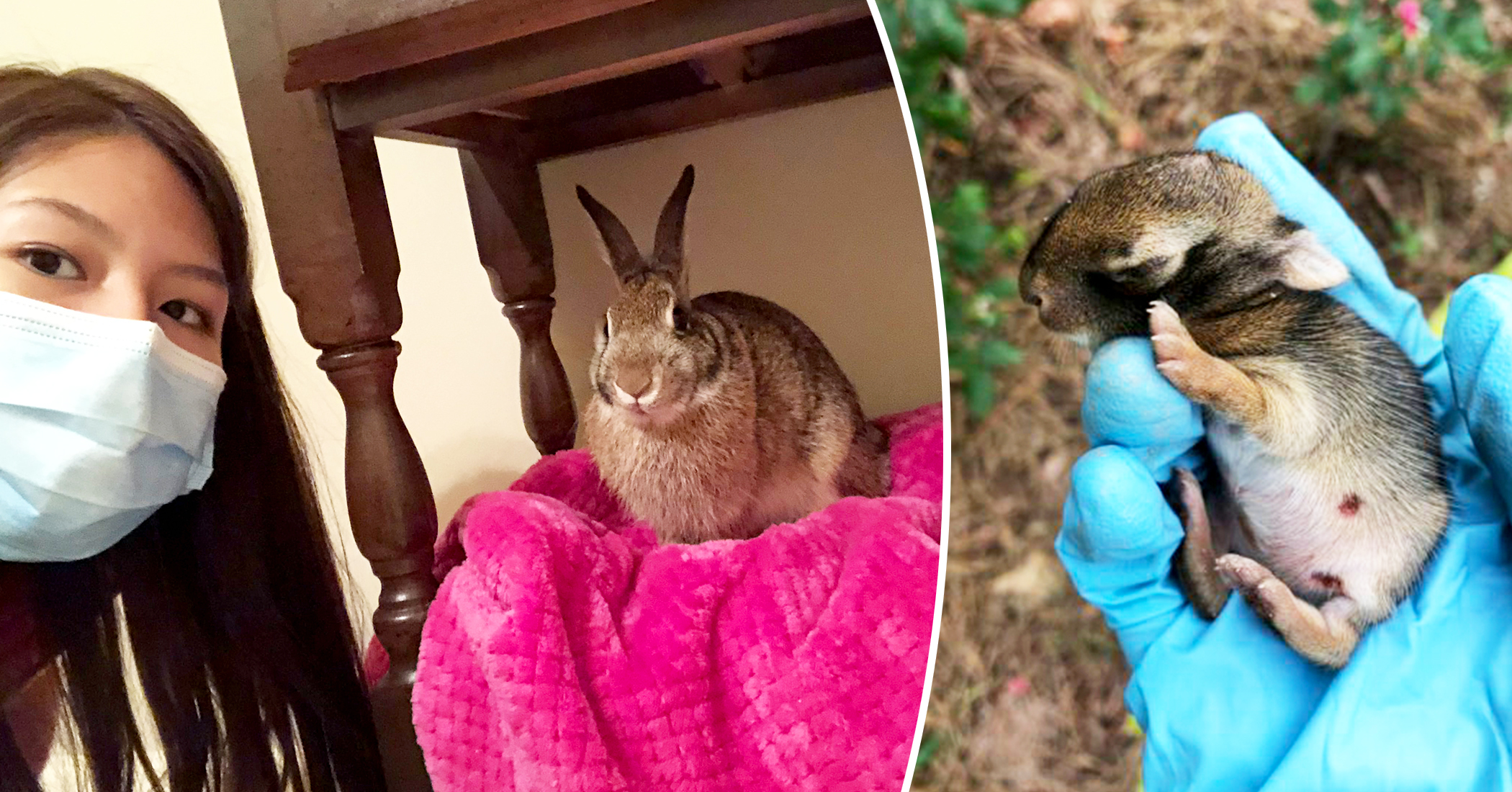 Wild Rabbit Returns to Visit the Lady Who Rescued Her as an Orphaned ...
