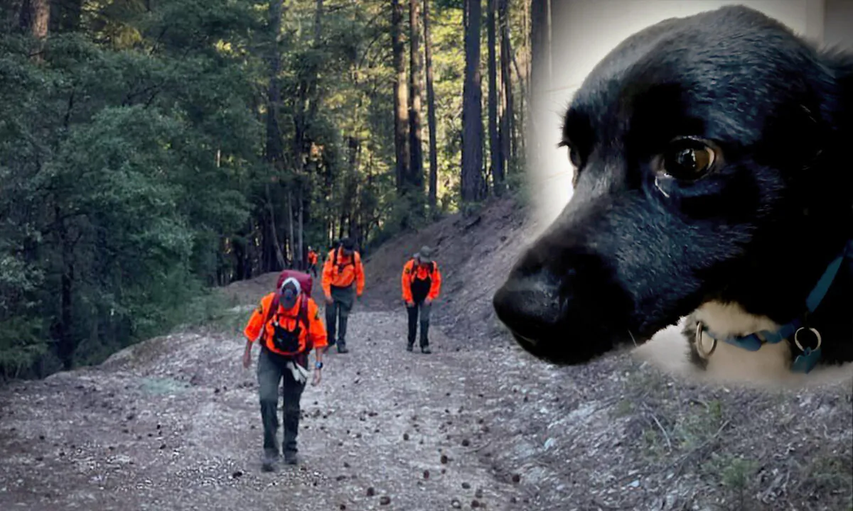 Real Life ‘Lassie’ Leads Search and Rescue to His 53-Year-Old Owner Who ...