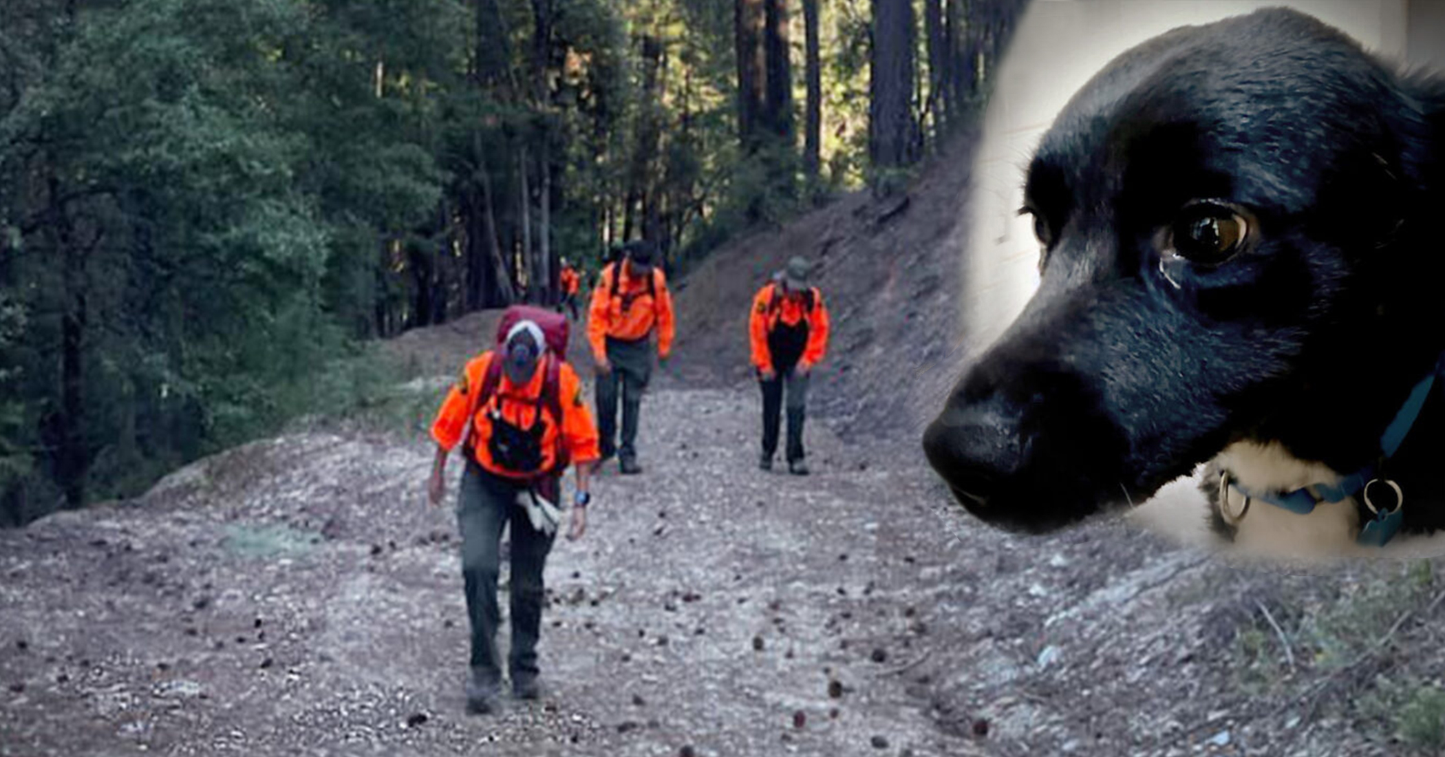 Real Life ‘Lassie’ Leads Search and Rescue to His 53-Year-Old Owner Who ...