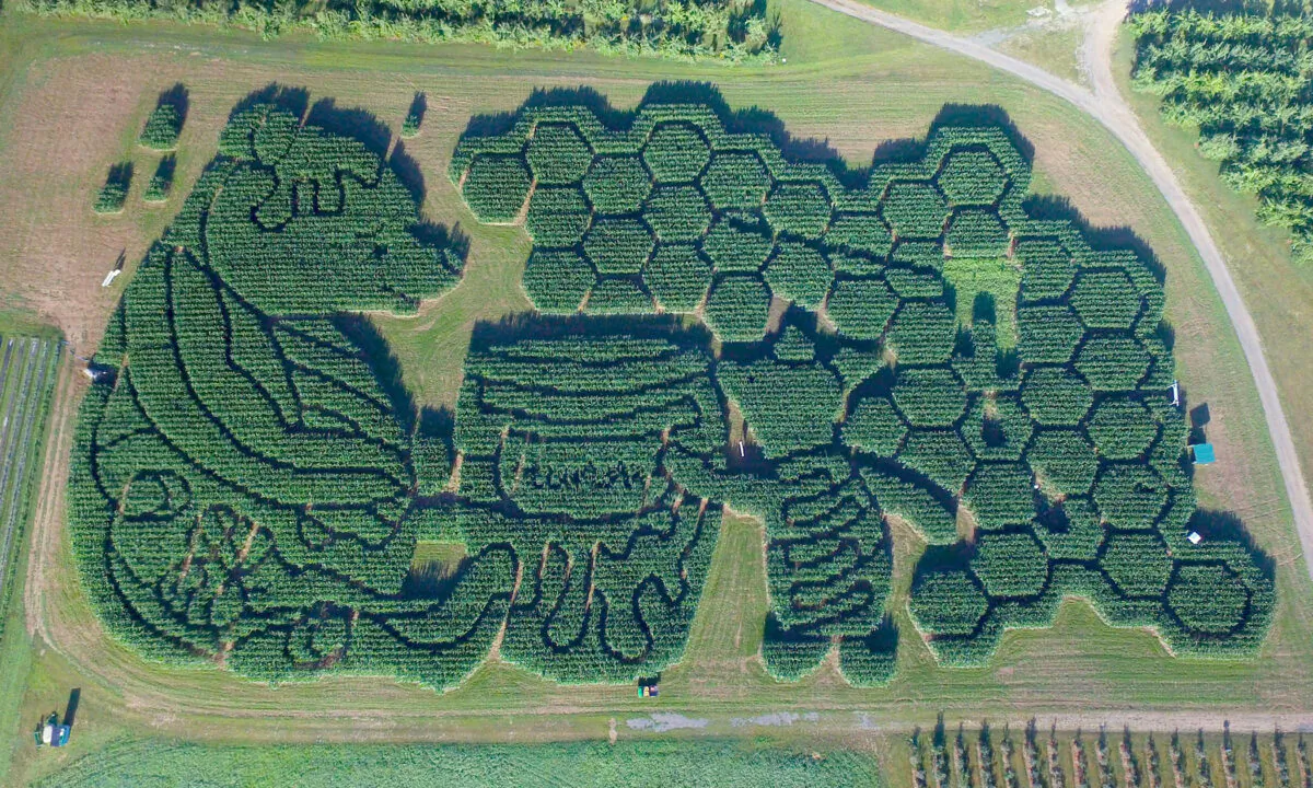 Maine’s Oldest-Running Corn Maze Celebrates 22nd Year With ‘Winnie the ...