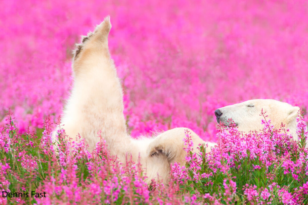Polar Bears on Summer Break: Rare Photos of Iconic Predators Relaxing ...