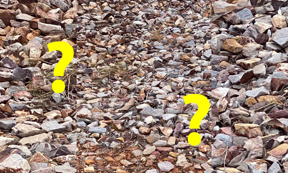 Can You Spot the Finches Hiding in These Rocky Landscape Photos? You’ll ...