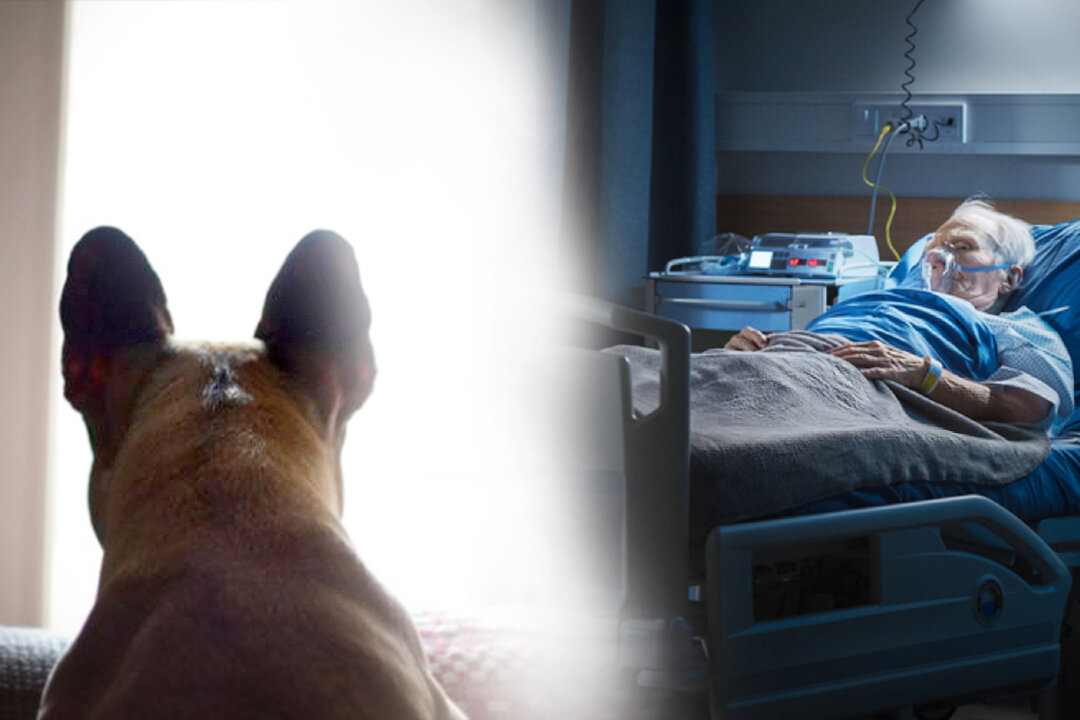 Do Animals Have ESP? Veterinarian Explores Accounts of Creatures That ...