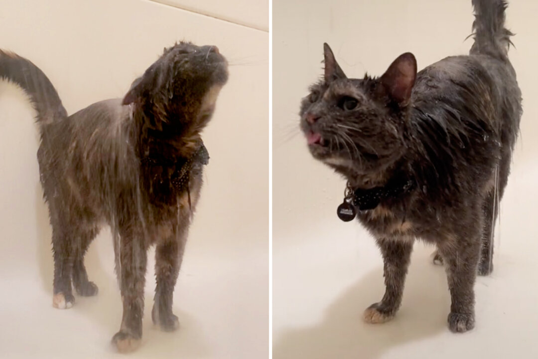 VIDEO: ‘Unique’ Cat Has Gone Viral for Her Funny and Cute Obsession With Taking Showers | The ...