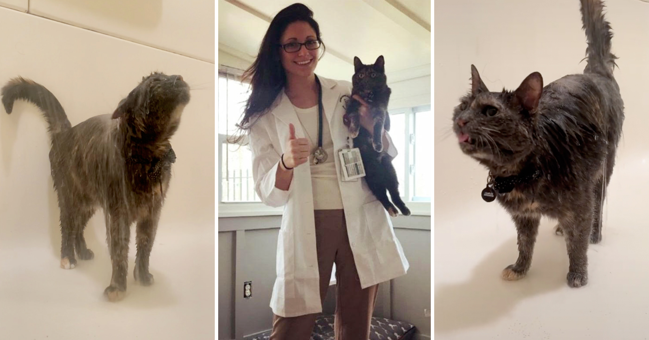 VIDEO: ‘Unique’ Cat Has Gone Viral for Her Funny and Cute Obsession ...