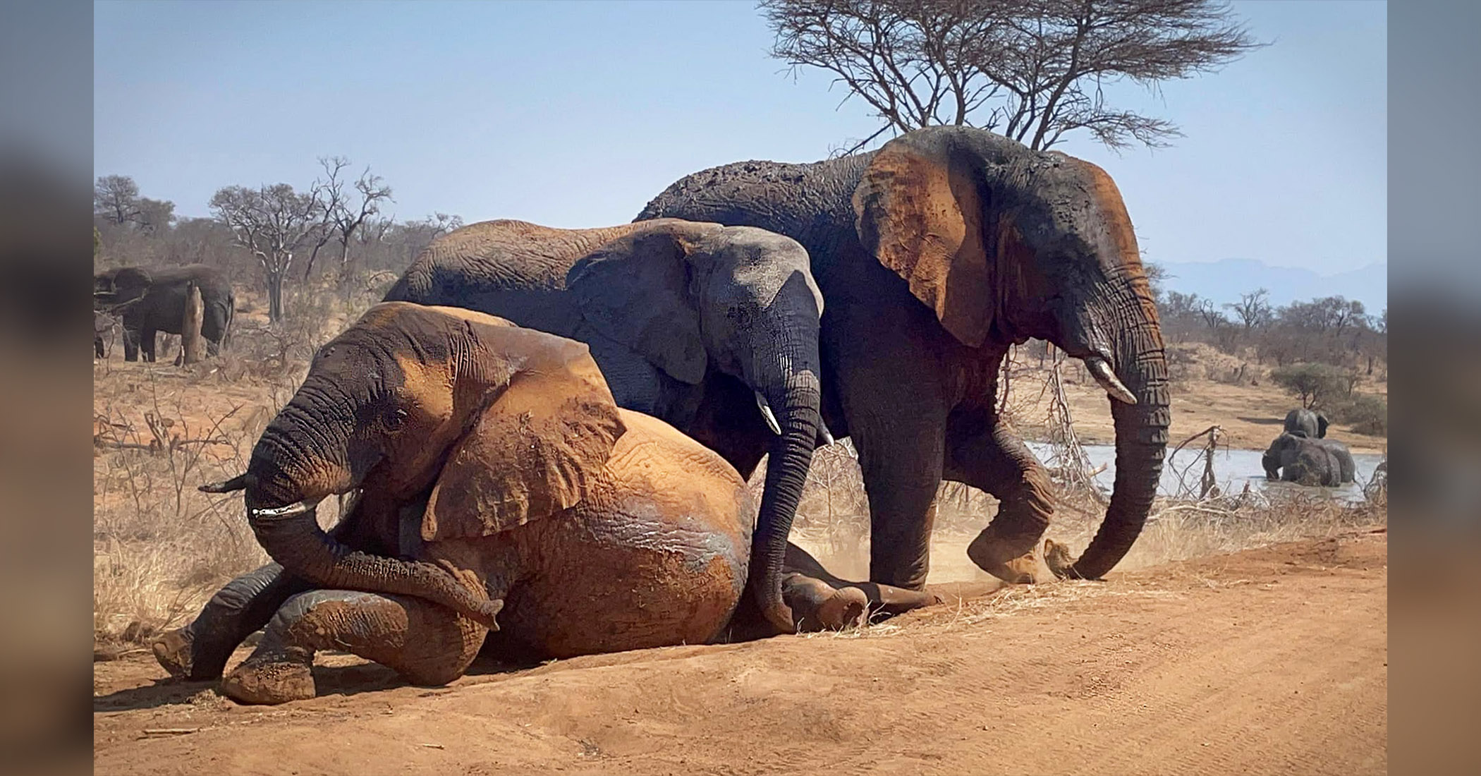 How Many Elephants Can You Spot in This South African Herd? Hint: You ...