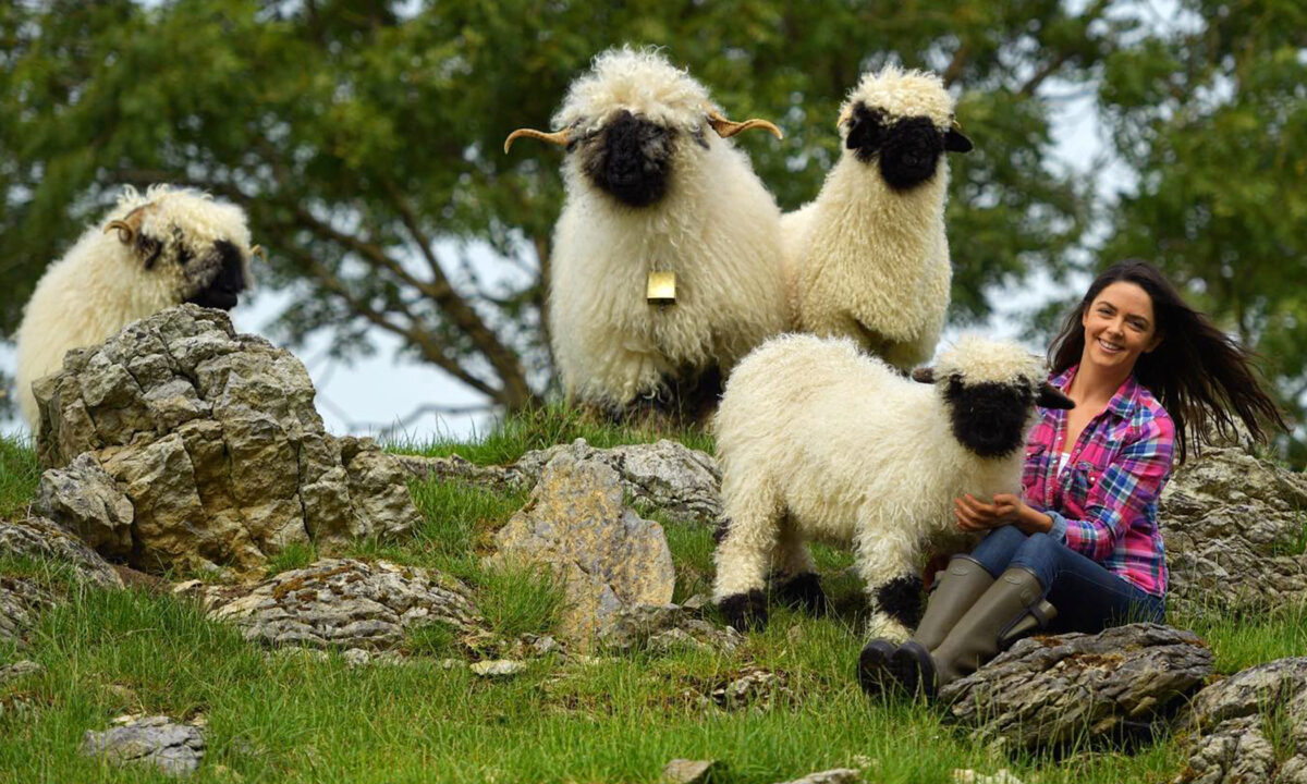 PHOTOS: Toy-Like Blacknose Sheep’s Amazing Bond with Owners—‘The Best ...