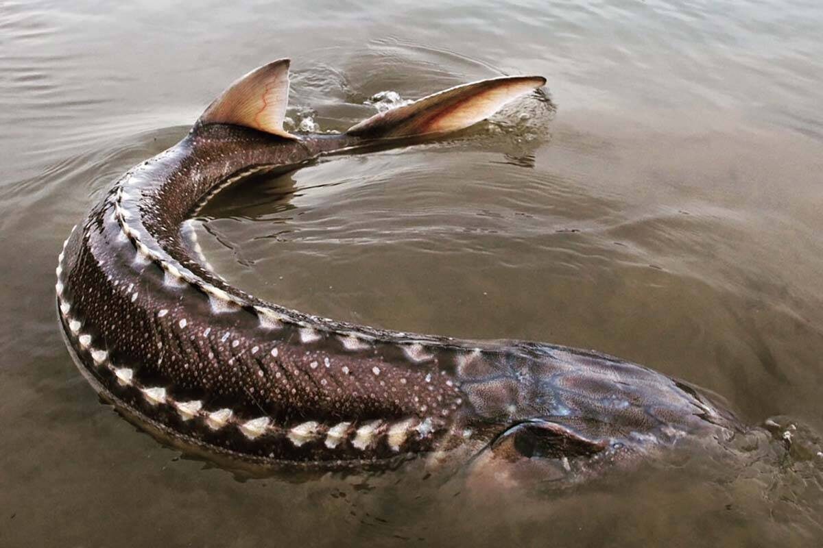 River Mystery: What Is Killing the Giant Sturgeon of BC’s Nechako River?