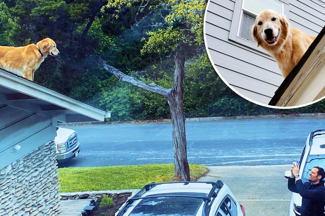 Golden Retriever Finds Out He Can Get Onto Roof, Spends His Days ...
