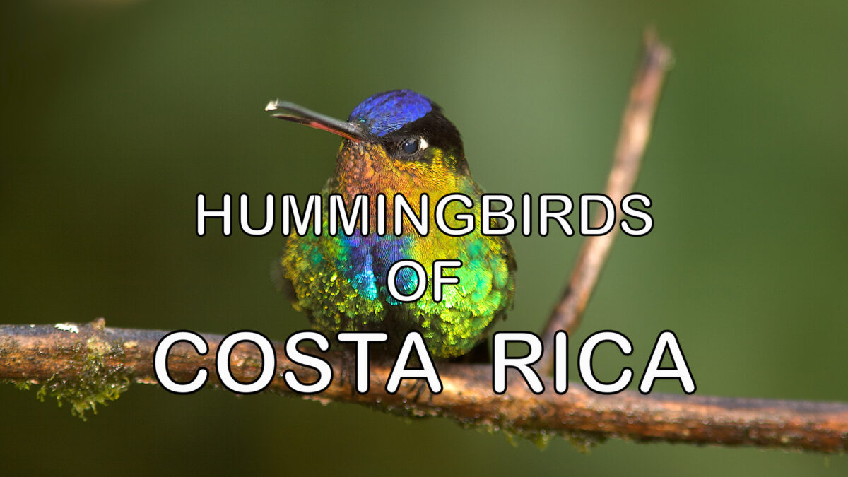 Hummingbirds of Costa Rica