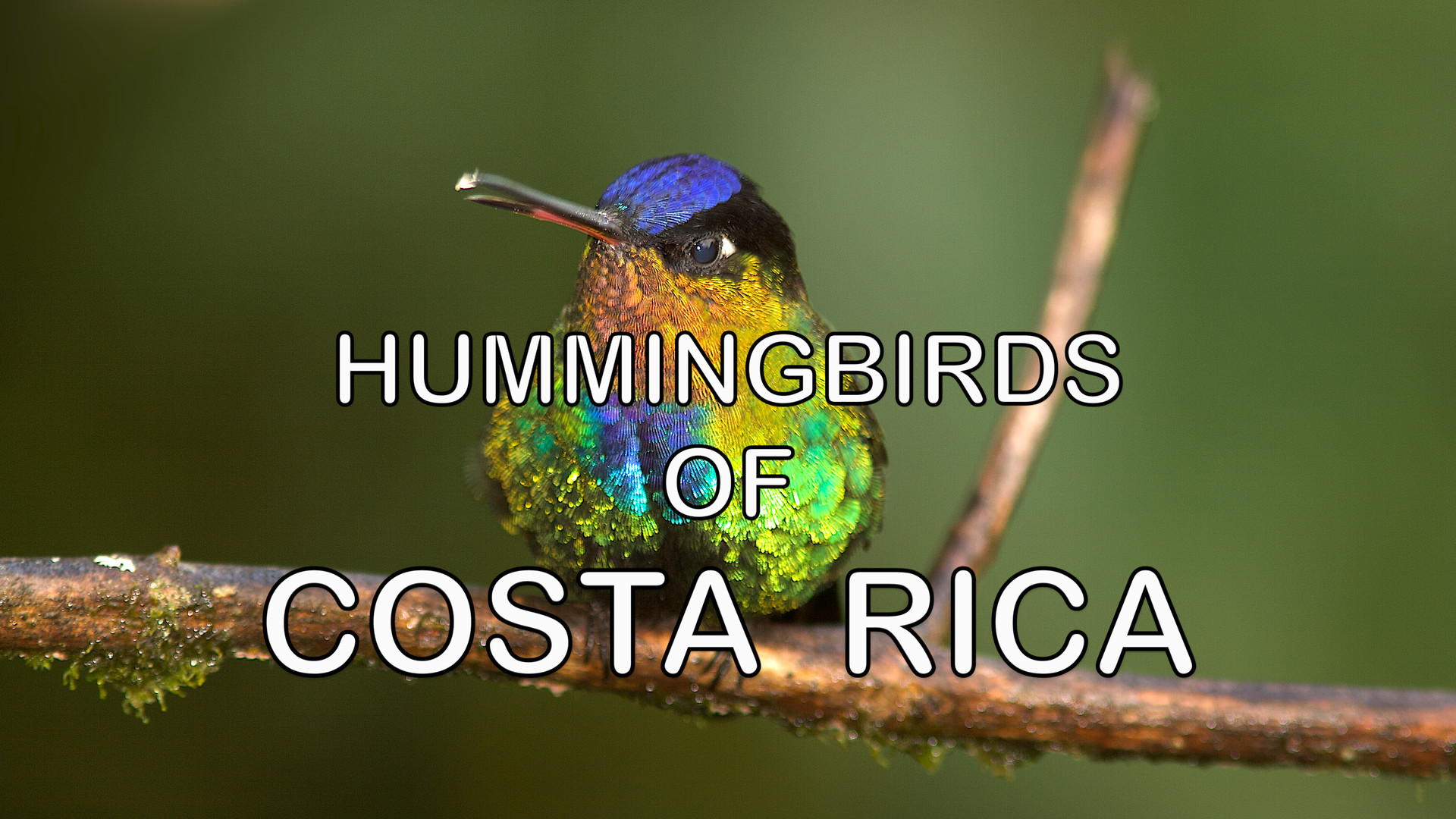 Hummingbirds of Costa Rica | EpochTV