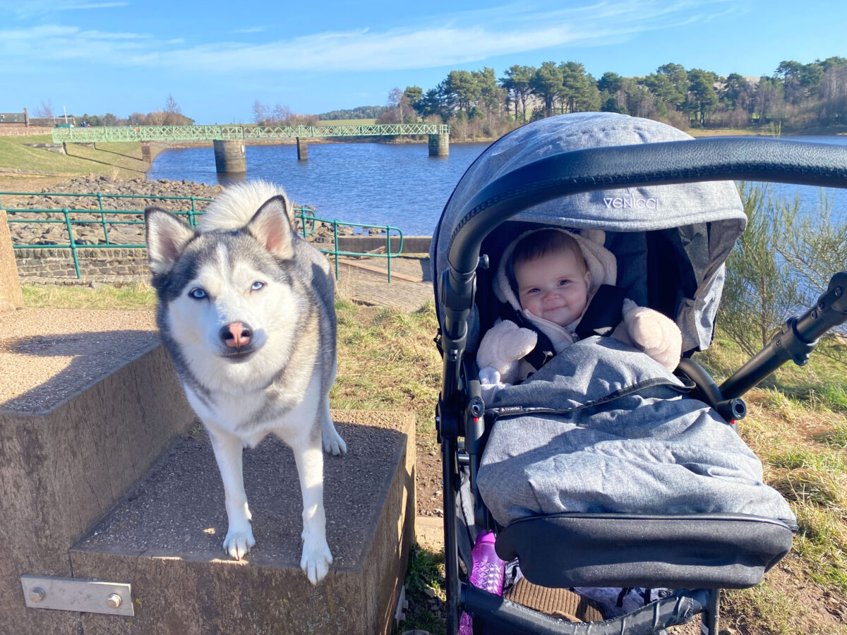 Husky That Loved Sleeping on Pregnant Owner’s Bump Shares Special Bond ...
