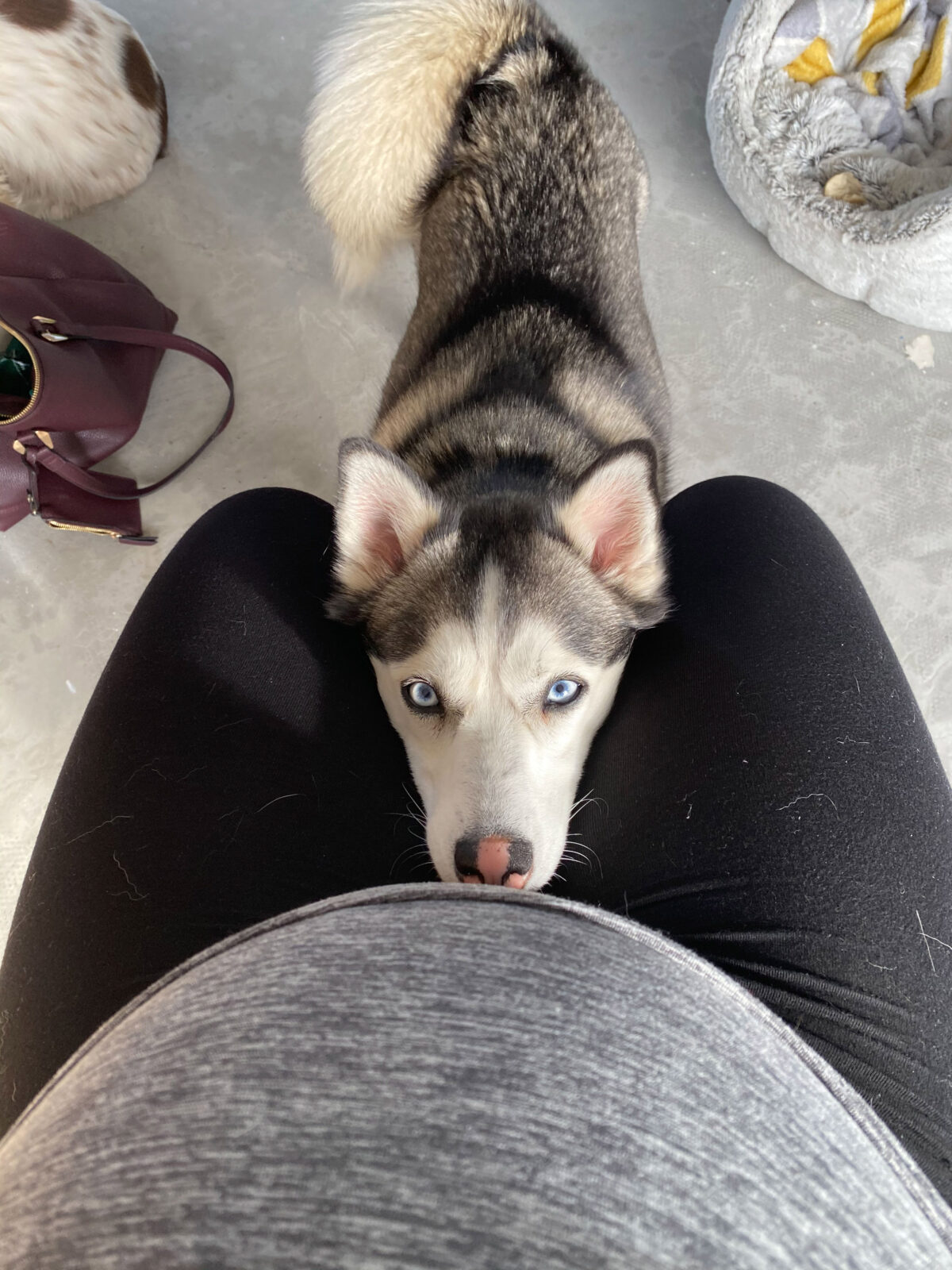 Husky That Loved Sleeping on Pregnant Owner’s Bump Shares Special Bond ...
