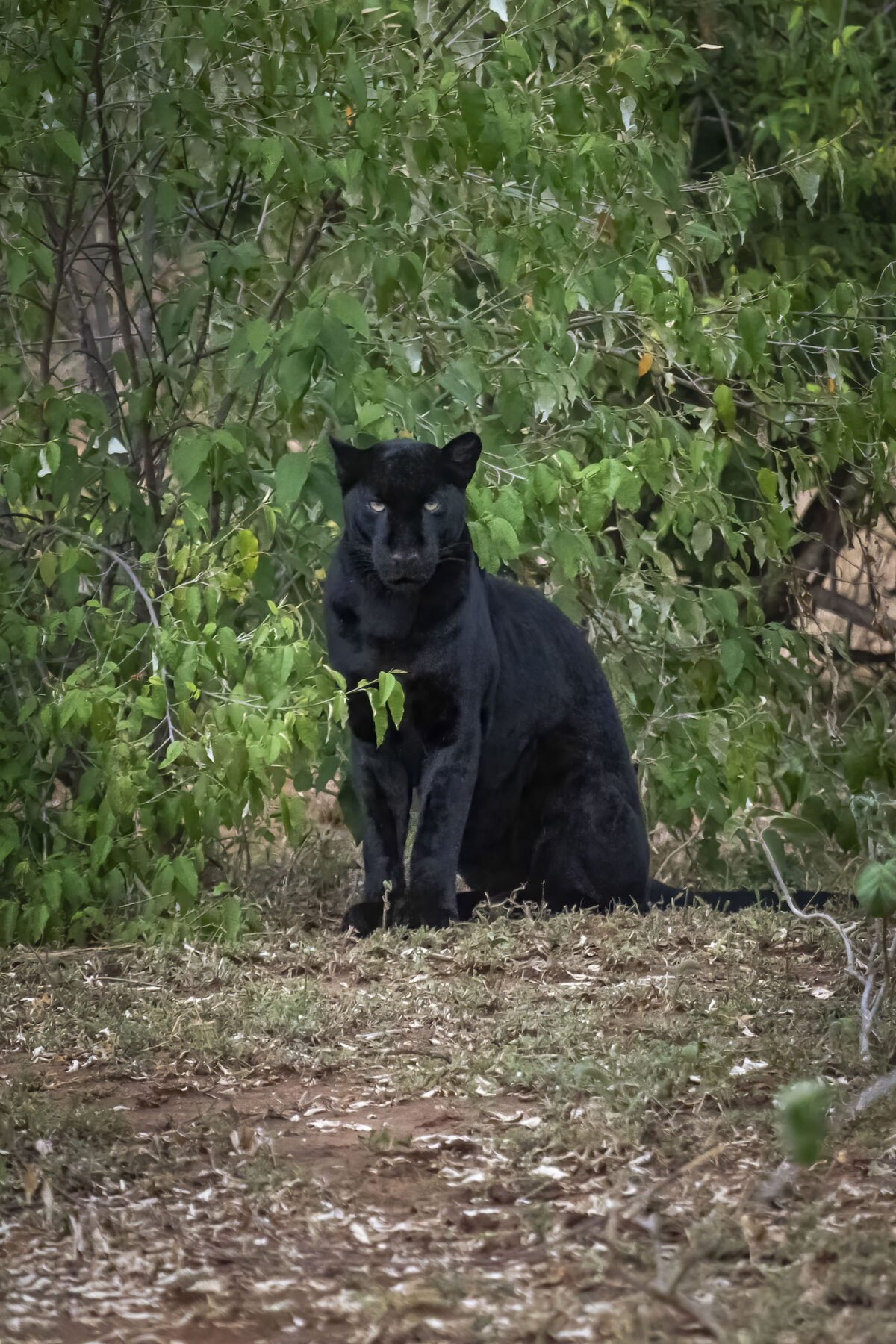 Photographer Captures Incredible Pictures of a Rare Panther Catching ...