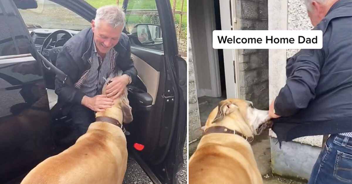 A Real-Life Scooby-Doo: This Great Dane Loves Stealing His 67-Year-Old ...