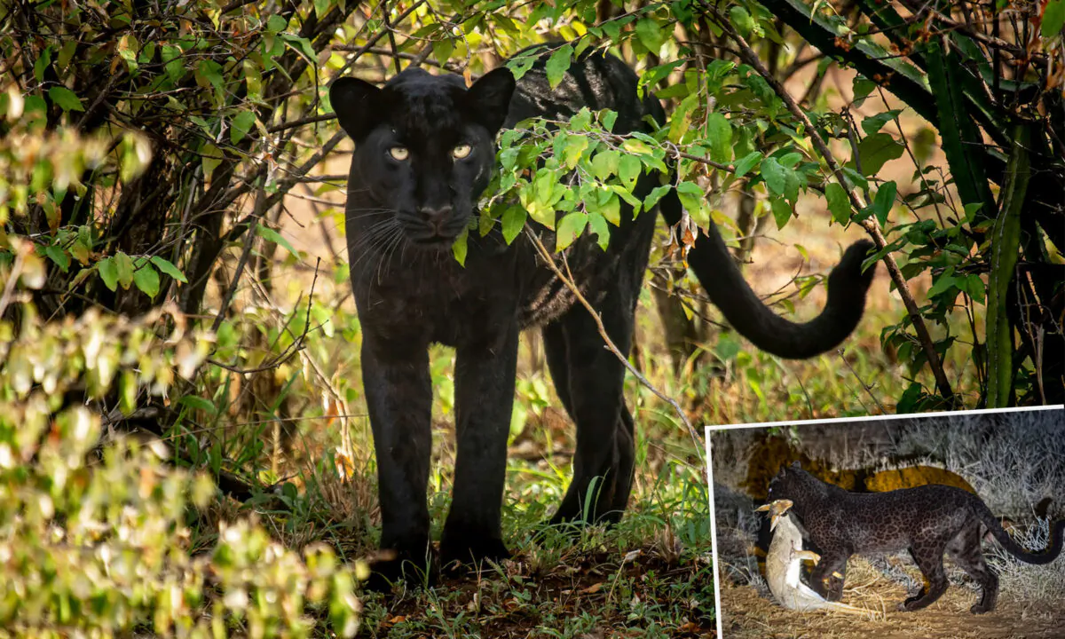 Photographer Captures Incredible Pictures of a Rare Panther Catching ...