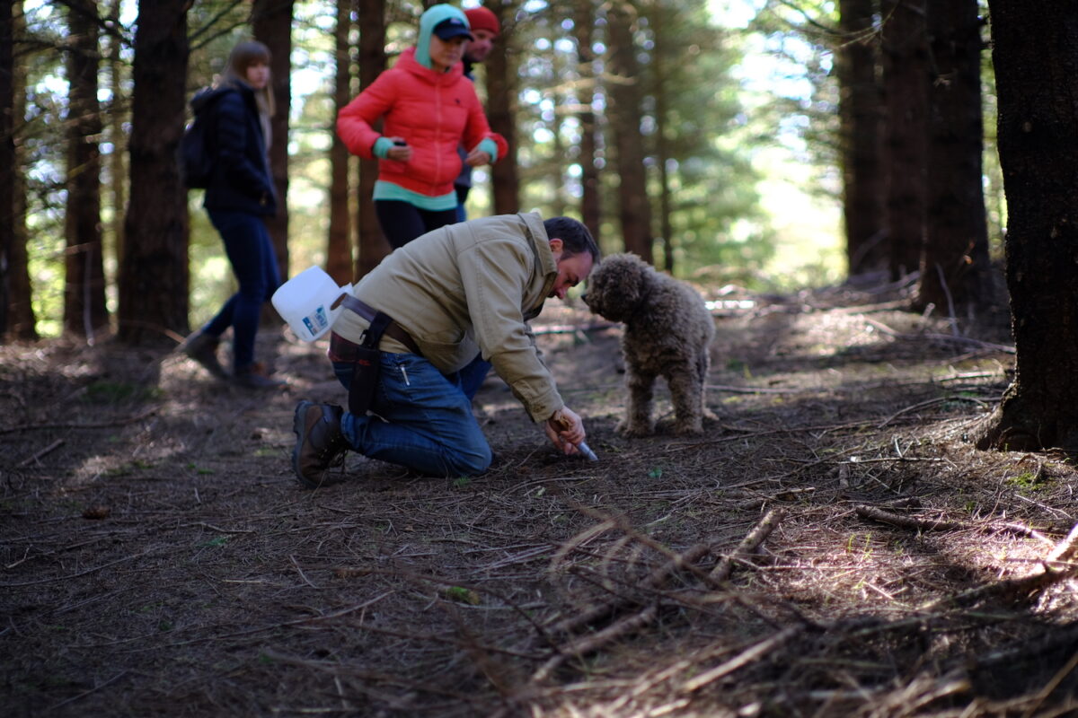 Why Oregon’s Wild Truffles Can Rival Their European Counterparts