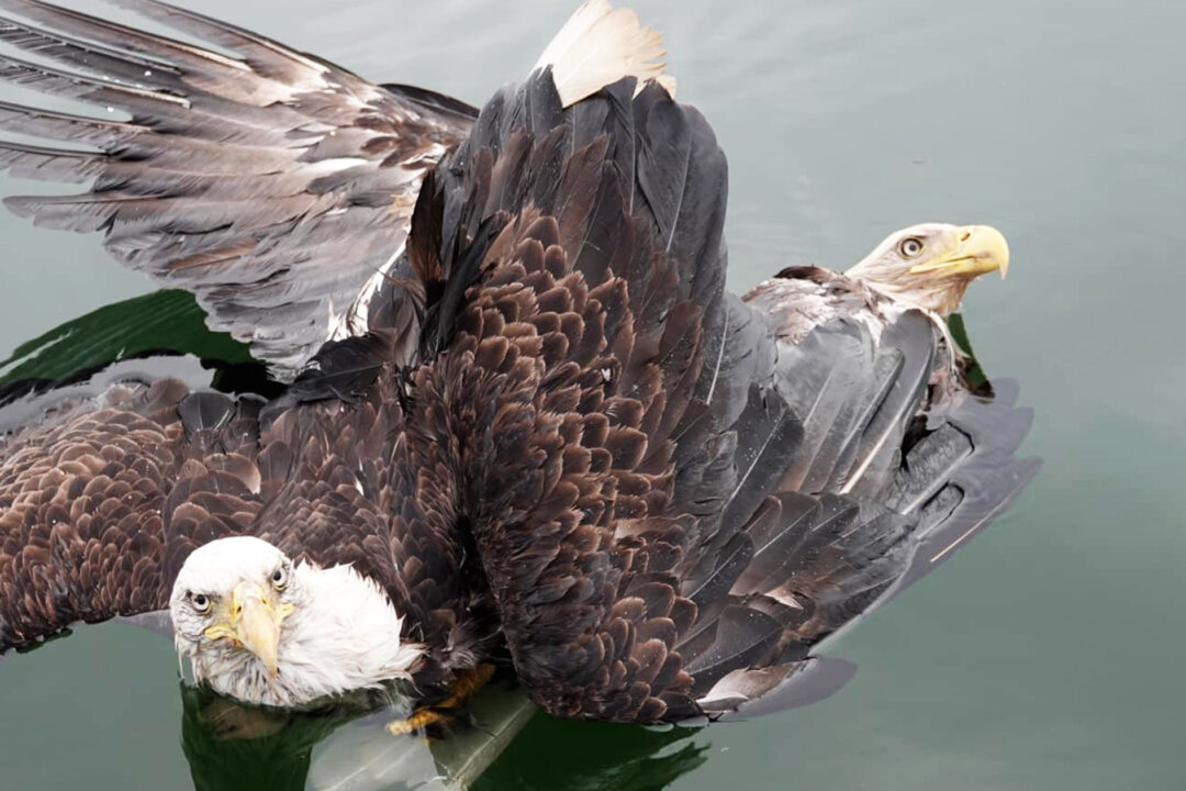 Couple Rescues Pair of Bald Eagles After Tangled ‘Death Spiral’ Into ...