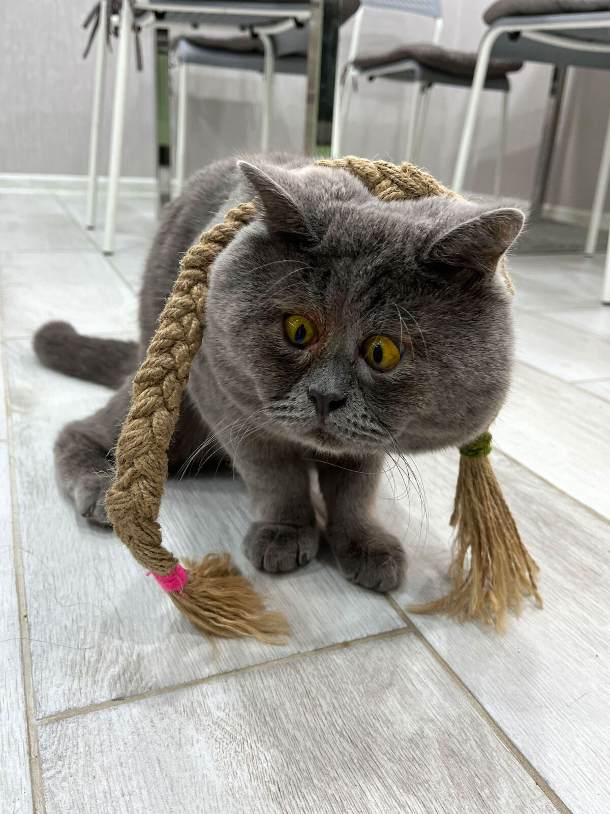 PHOTOS: Cross-Eyed Rescue Cat From Russia Has Gone Viral for His ...