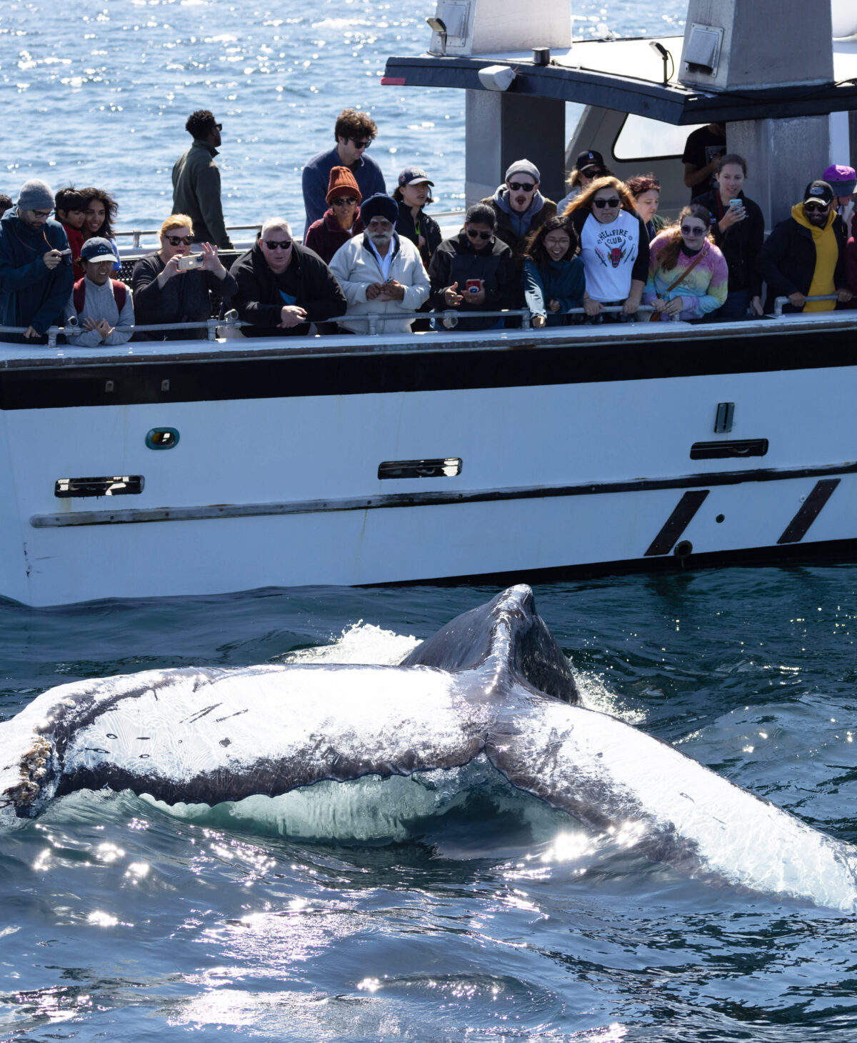 PHOTOS: 3 Curious Whales Come to Say Hello to Boaters—‘They Stayed for ...