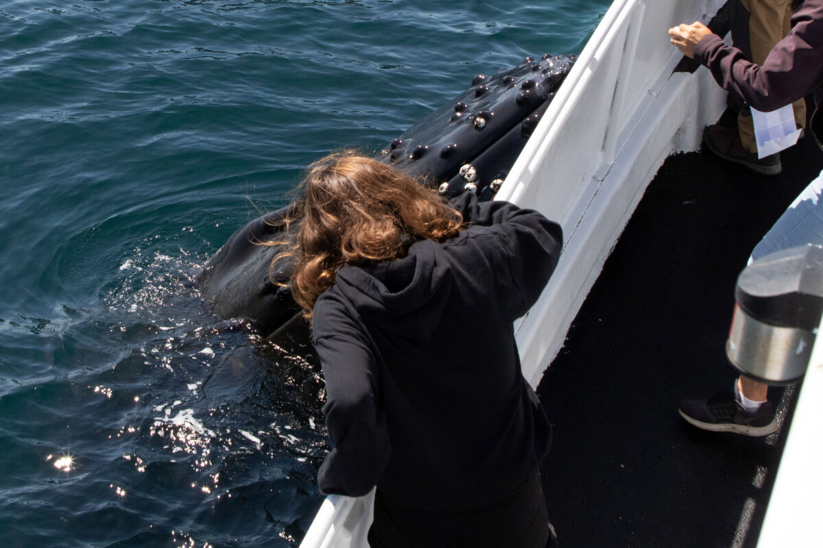 PHOTOS: 3 Curious Whales Come to Say Hello to Boaters—‘They Stayed for ...