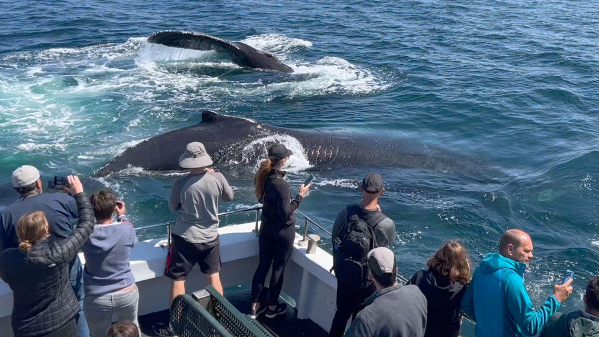 PHOTOS: 3 Curious Whales Come to Say Hello to Boaters—‘They Stayed for ...