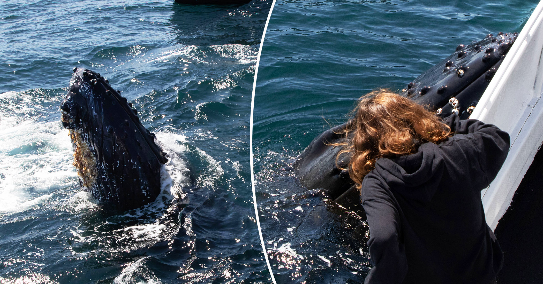 PHOTOS: 3 Curious Whales Come to Say Hello to Boaters—‘They Stayed for ...