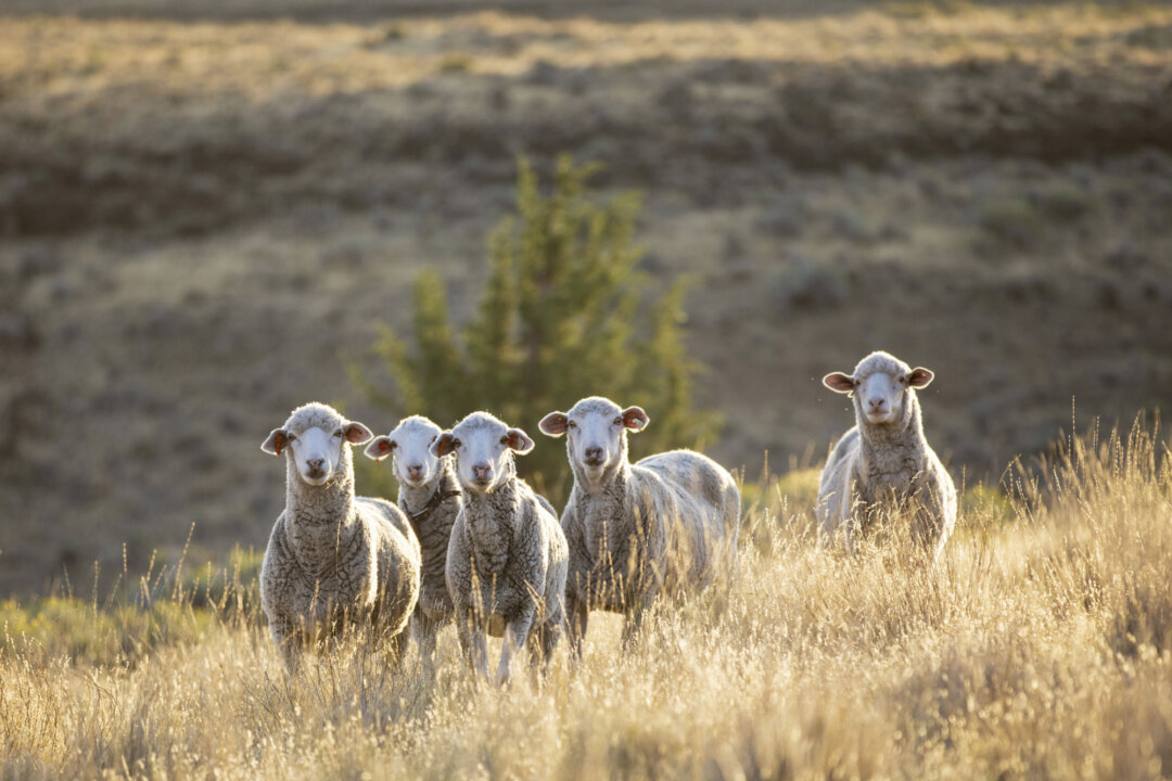 How an Oregon Sheep Ranch Is Carrying on the Heritage of American Wool ...